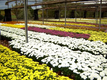 Crisântemos De Corte: O Que São E Fotos Da Flor | Mundo Ecologia