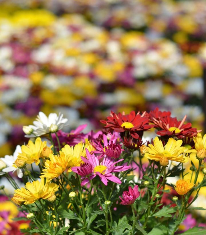 Crisântemos De Corte: O Que São E Fotos Da Flor | Mundo Ecologia
