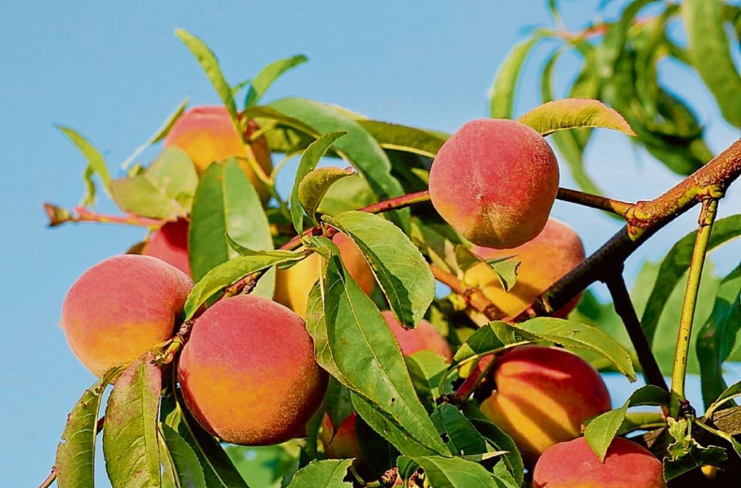 Pessegueiro Características: Raiz, Folhas, Tronco, Frutos e Flores ...