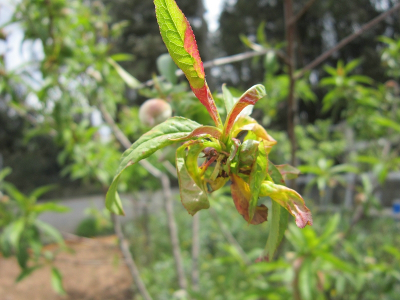 Pessegueiro Características: Raiz, Folhas, Tronco, Frutos e Flores ...