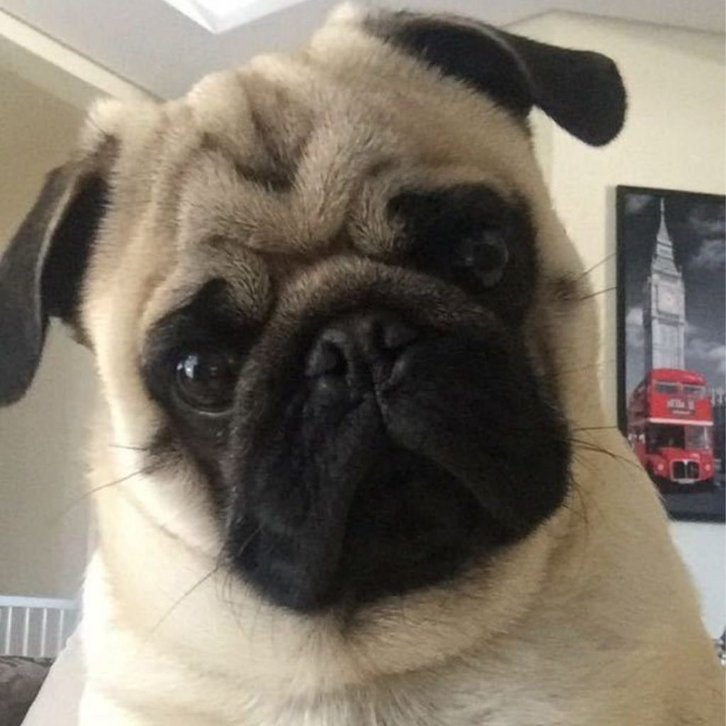 Segredos do Pug e Fases da Vida do Animal | Mundo Ecologia