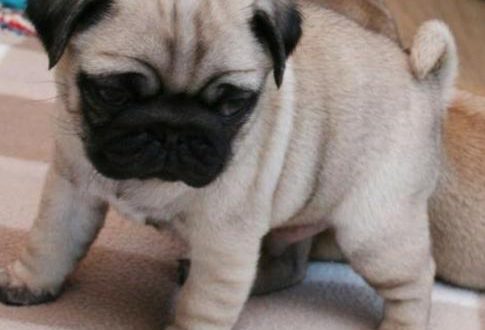 Pug Filhote: Cuidados, Preço, Para Adoção e Fotos | Mundo Ecologia
