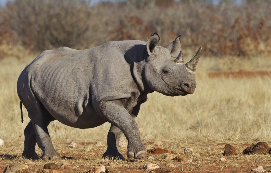 Diferenças Entre o Rinoceronte Branco e Preto | Mundo Ecologia