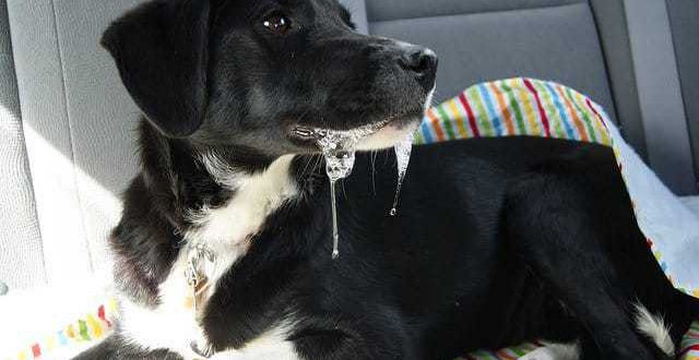 O Que Pode Ser Quando o Cachorro Está Babando? | Mundo Ecologia