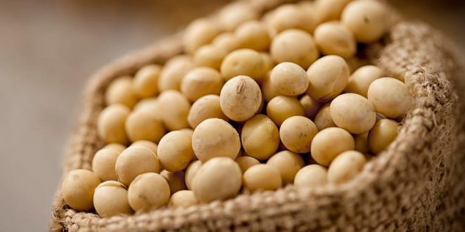 Classificação Botânica da Soja, Fisiologia e Morfologia | Mundo Ecologia