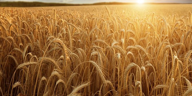 Curiosidades Sobre O Trigo E Fatos Interessantes | Mundo Ecologia