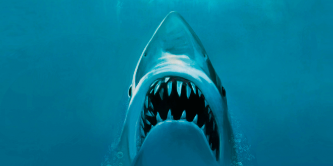 Comportamento Do Tubarão, Hábitos E Modo De Vida Do Animal | Mundo Ecologia