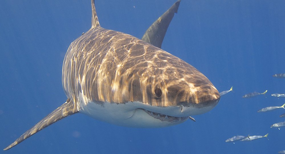 Tubarão É Mamífero Ou Peixe? Qual Sua Classificação Científica? – Mundo ...
