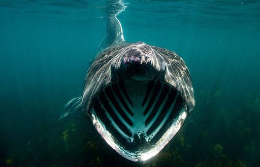 Tubarão Boca Grande: É perigoso? Características e Fotos | Mundo Ecologia