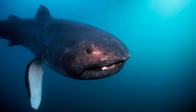 O Tubarão Esta em Extinção? Quais Tipos e Espécies são Raras? | Mundo ...