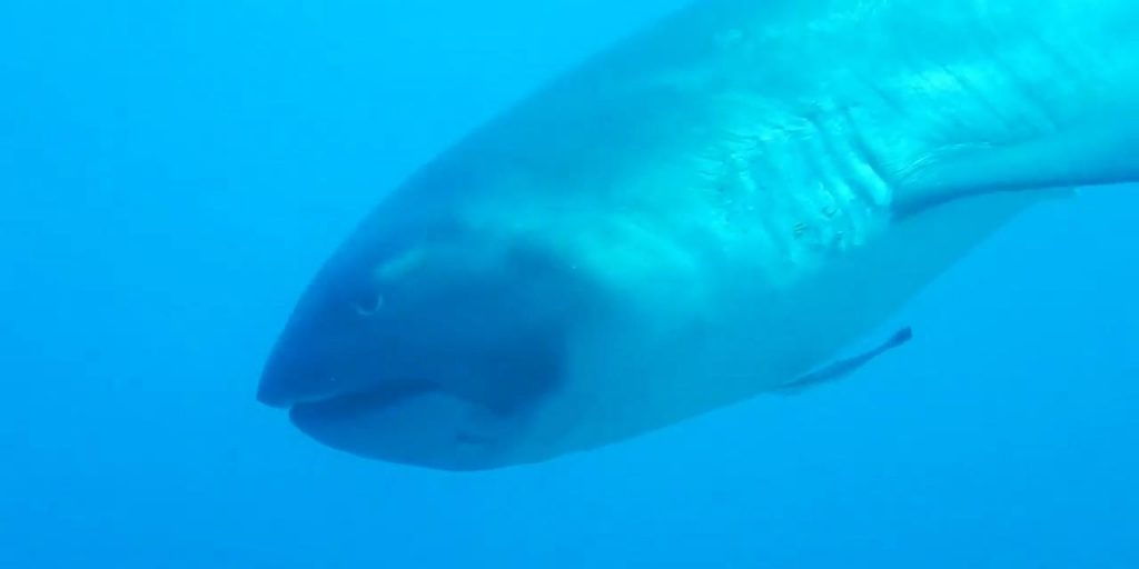 Tubarão Boca Grande: É perigoso? Características e Fotos | Mundo Ecologia