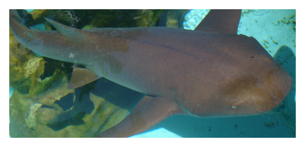 Tubarão Lixa: Está em Extinção? Características, Alimentação e Fotos ...