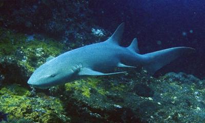 Tubarão Lixa: Está em Extinção? Características, Alimentação e Fotos ...