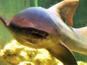 Tubarão Lixa: Está em Extinção? Características, Alimentação e Fotos ...