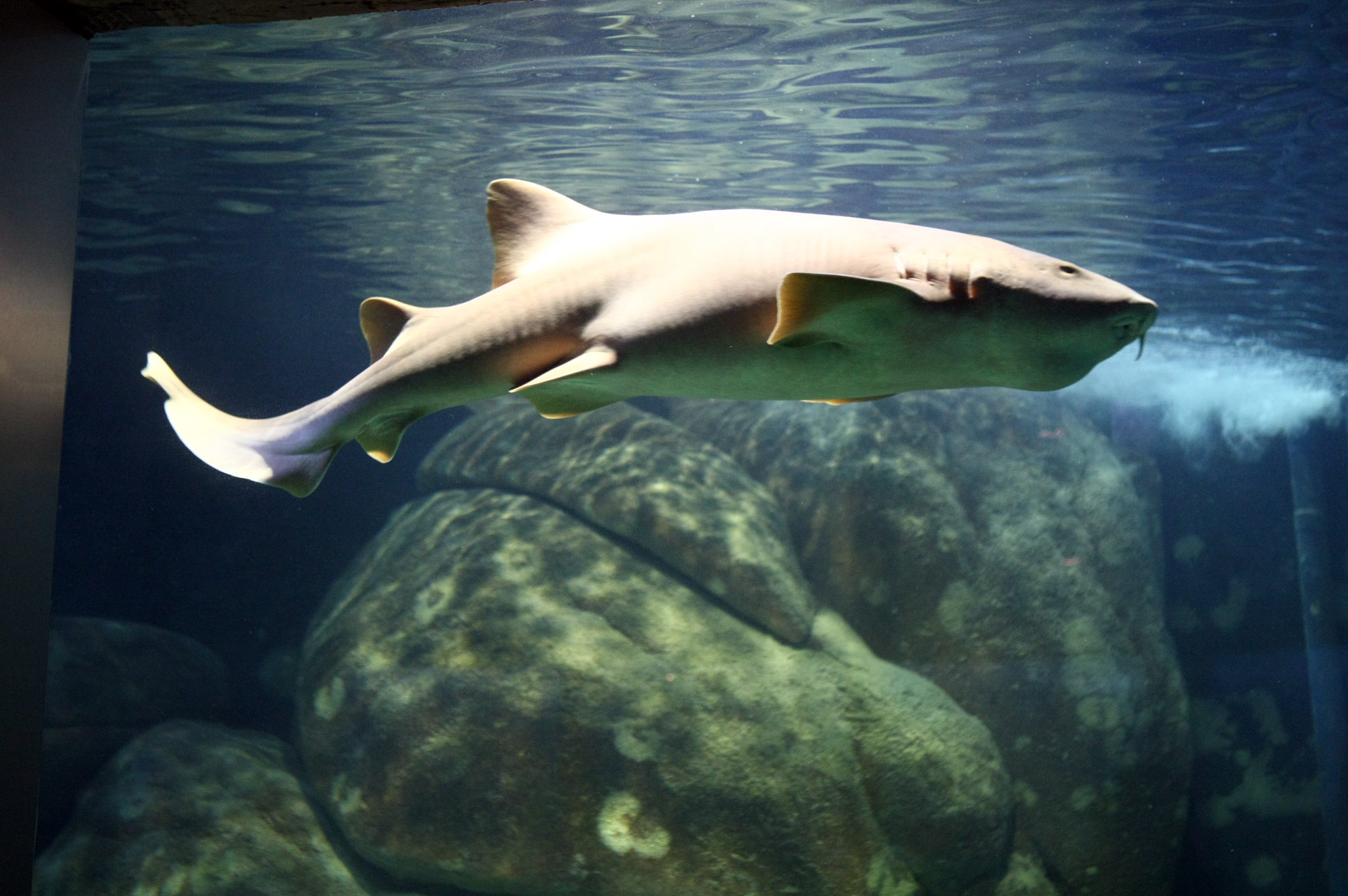 Tubarão Lixa: Está em Extinção? Características, Alimentação e Fotos ...