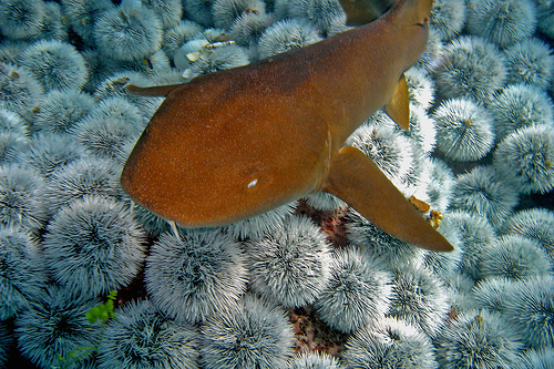 Tubarão Lixa: Está em Extinção? Características, Alimentação e Fotos ...