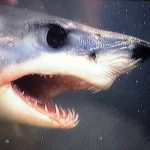 Tubarão Mako: É Perigoso? Ele Ataca? Características e Fotos – Mundo ...