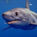Tubarão Mako: É Perigoso? Ele Ataca? Características e Fotos – Mundo ...