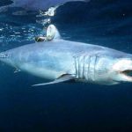 Tubarão Mako: É Perigoso? Ele Ataca? Características e Fotos – Mundo ...