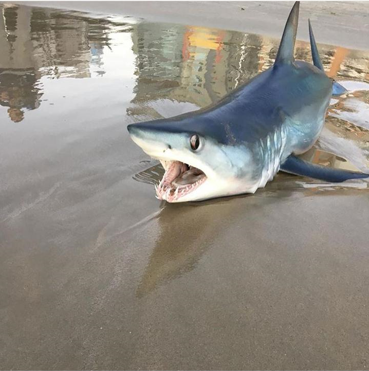 Tubarão Mako: É Perigoso? Ele Ataca? Características e Fotos – Mundo ...