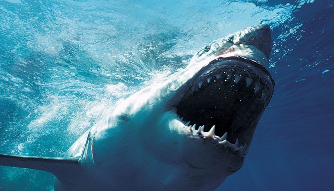 Tubarão Mako: É Perigoso? Ele Ataca? Características e Fotos – Mundo ...