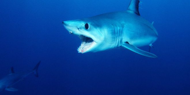 Tubarão Mako: É Perigoso? Ele Ataca? Características e Fotos | Mundo ...