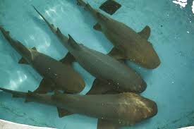 Tubarão Mako: É Perigoso? Ele Ataca? Características e Fotos – Mundo ...