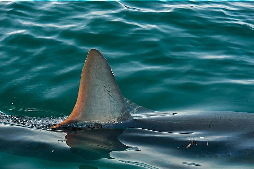 Tubarão Mako: É Perigoso? Ele Ataca? Características e Fotos – Mundo ...