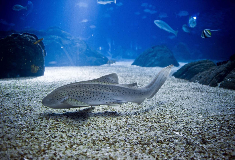 Tubarões Raros E Bizarros Com Nomes, Habitat E Fotos | Mundo Ecologia