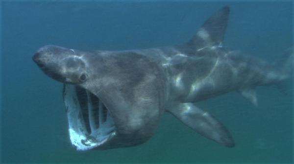 História do Tubarão e Origem do Animal – Mundo Ecologia