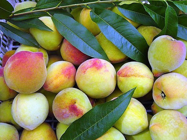 Tudo Sobre o Pêssego: Características e Imagens da Fruta | Mundo Ecologia