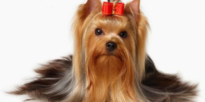 Tipos de Yorkshire Biewer: Terrier, Mini, Preço e Fotos | Mundo Ecologia