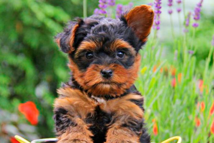 História do Yorkshire e Origem da Raça – Mundo Ecologia