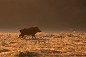 Artiodáctilos Características, Respiração e Classificações Inferiores ...