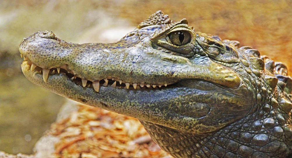 Habitat do Jacaré: Onde Eles Vivem no Brasil e no Mundo? – Mundo Ecologia
