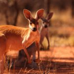 Alimentação do Canguru: O Que Eles Comem? – Mundo Ecologia