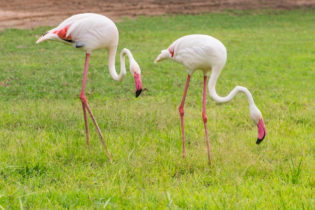 Quais São os Predadores do Flamingo e Seus Inimigos Naturais? | Mundo ...