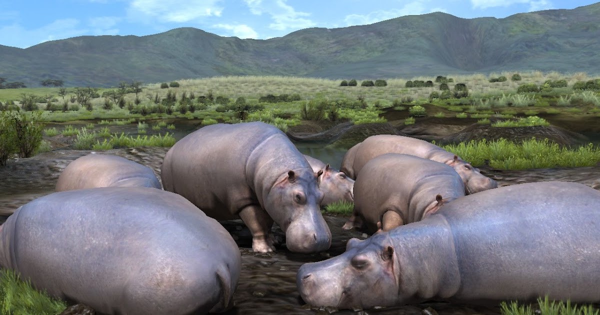 Hipopótamo Pigmeu de Madagascar: Choeropsis Liberiensis Imagens – Mundo ...