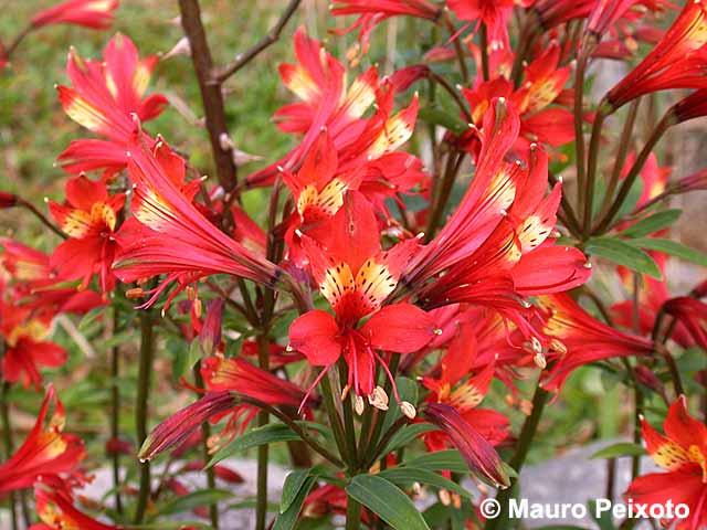 Flor Astromelia Azul Natural: Características, Nome Científico e Fotos ...