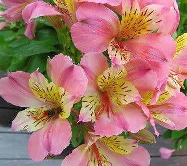 Flor Astromélia Rosa: Características, Cultivo, Nome Científico e Fotos ...