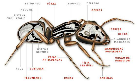 Cobertura do Corpo da Formiga? Do que É Feita? | Mundo Ecologia