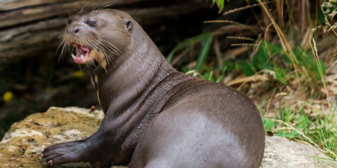 Habitat da Ariranha: Onde Elas Vivem? | Mundo Ecologia