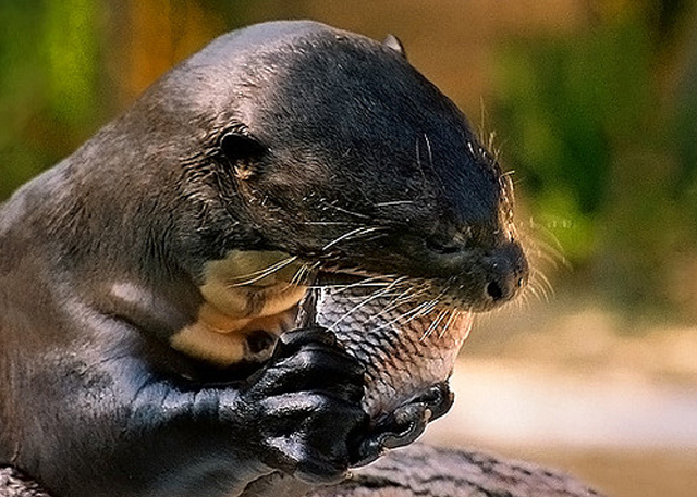 Classificação das Ariranhas: Reino, Filo, Classe, Ordem, Família ...