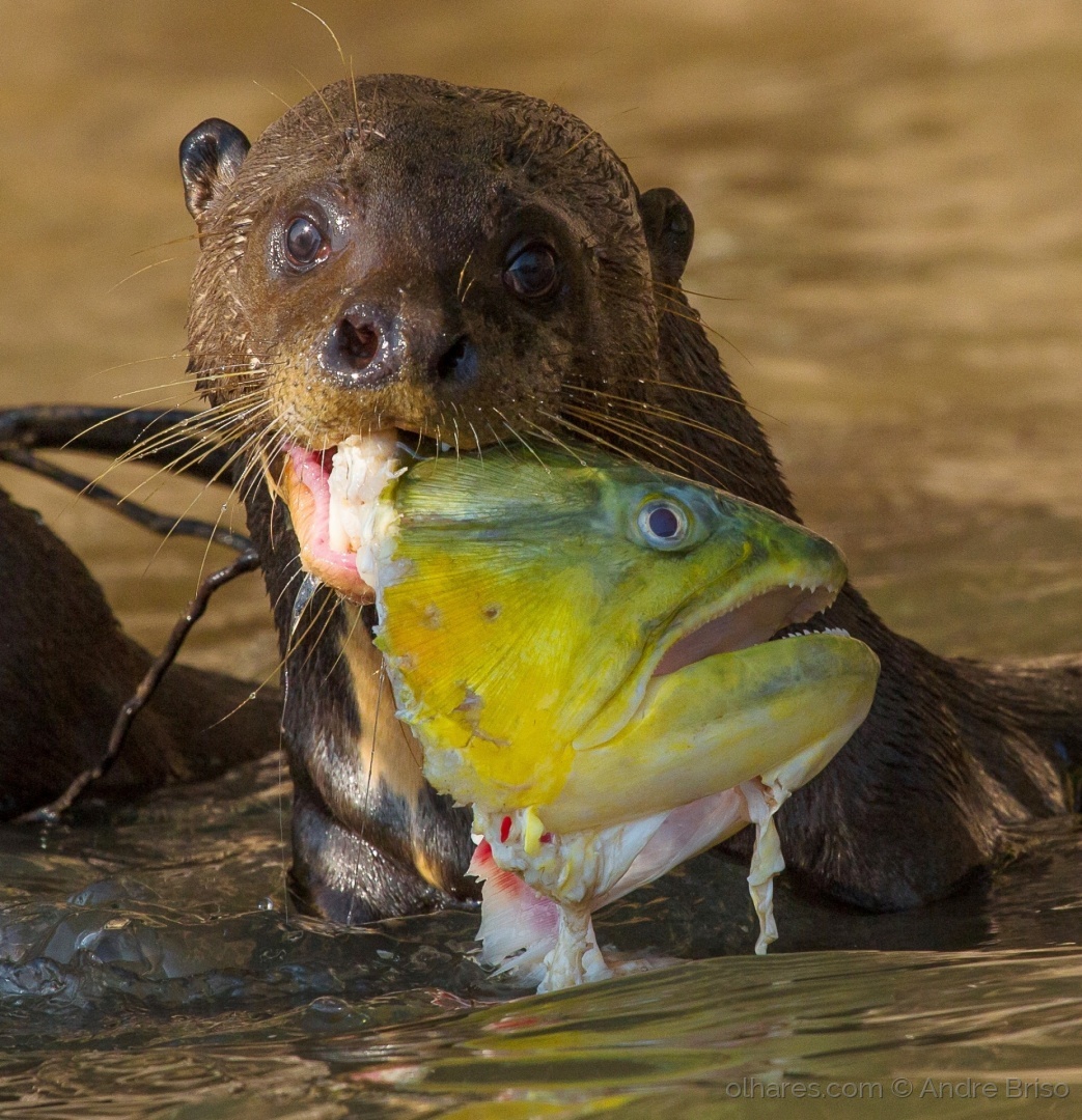 Classificação das Ariranhas: Reino, Filo, Classe, Ordem, Família ...
