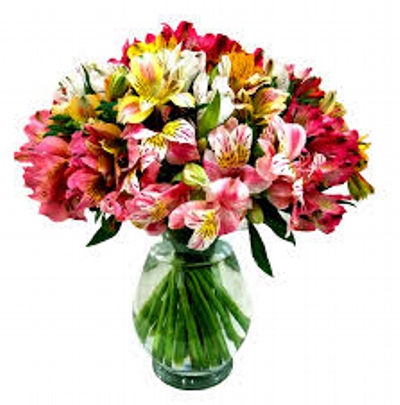 Flor Astromélia Rosa: Características, Cultivo, Nome Científico e Fotos ...