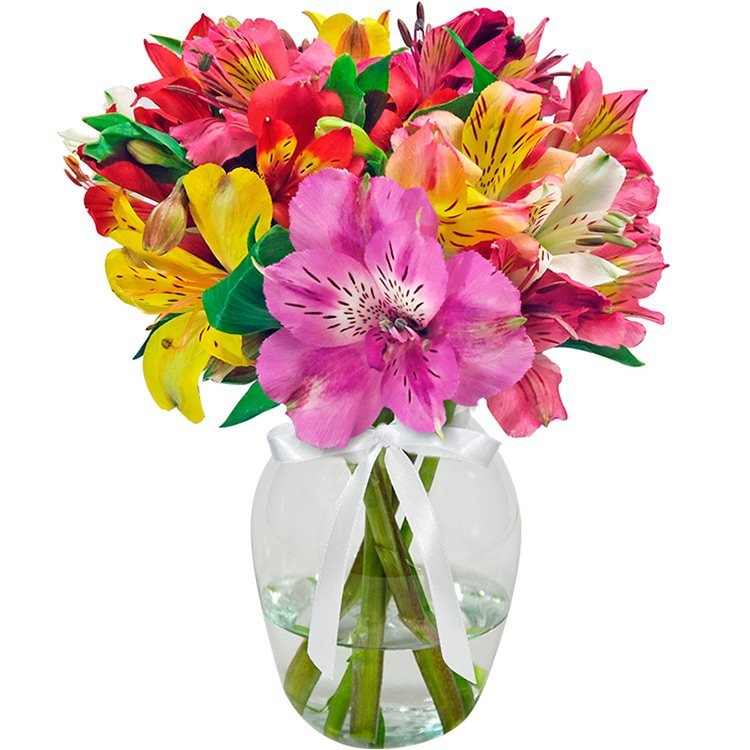 Cultivo da Astromélia no Brasil como Flor de Corte | Mundo Ecologia