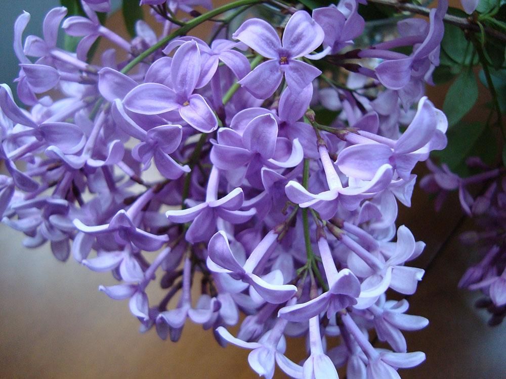 História da Asessippi Lilás, Origem da Flor e Fotos | Mundo Ecologia