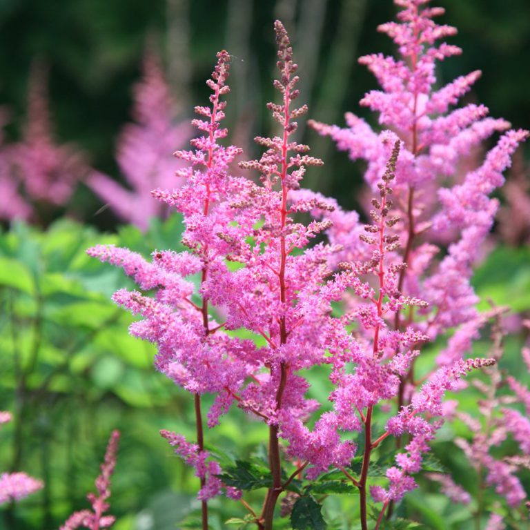 Astilbe: Como Plantar, Como Cultivar, Fazer Mudas E Cuidados – Mundo ...