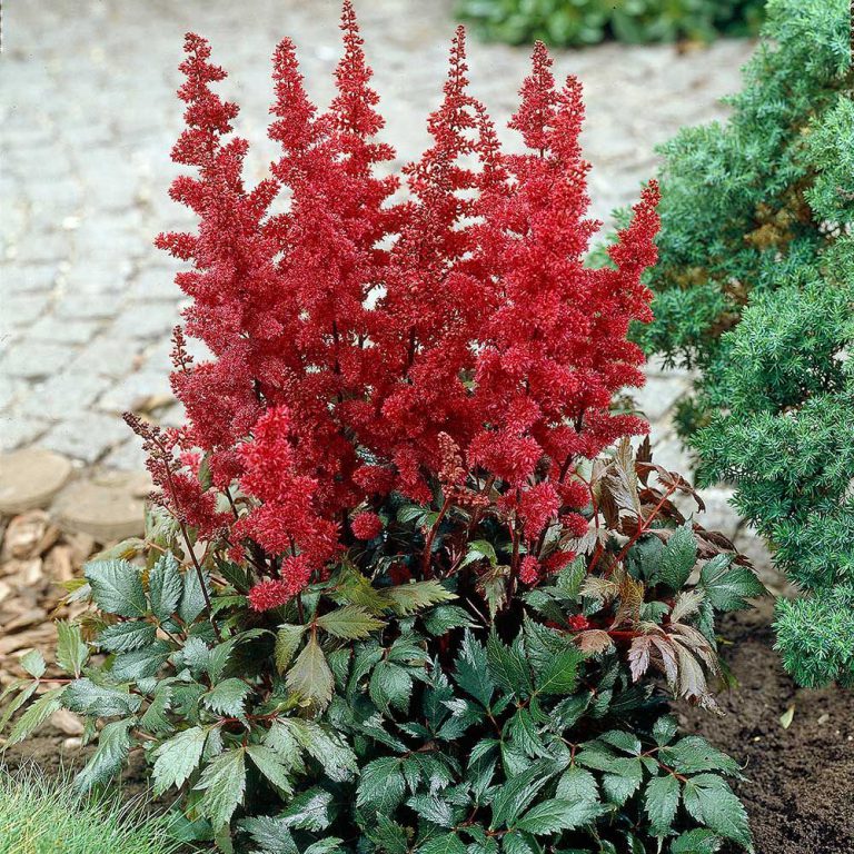 Astilbe: Como Plantar, Como Cultivar, Fazer Mudas E Cuidados – Mundo ...