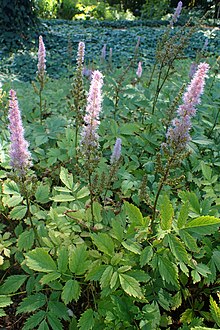 Lista de Tipos de Astilbe: Espécies e Cores Com Nomes | Mundo Ecologia